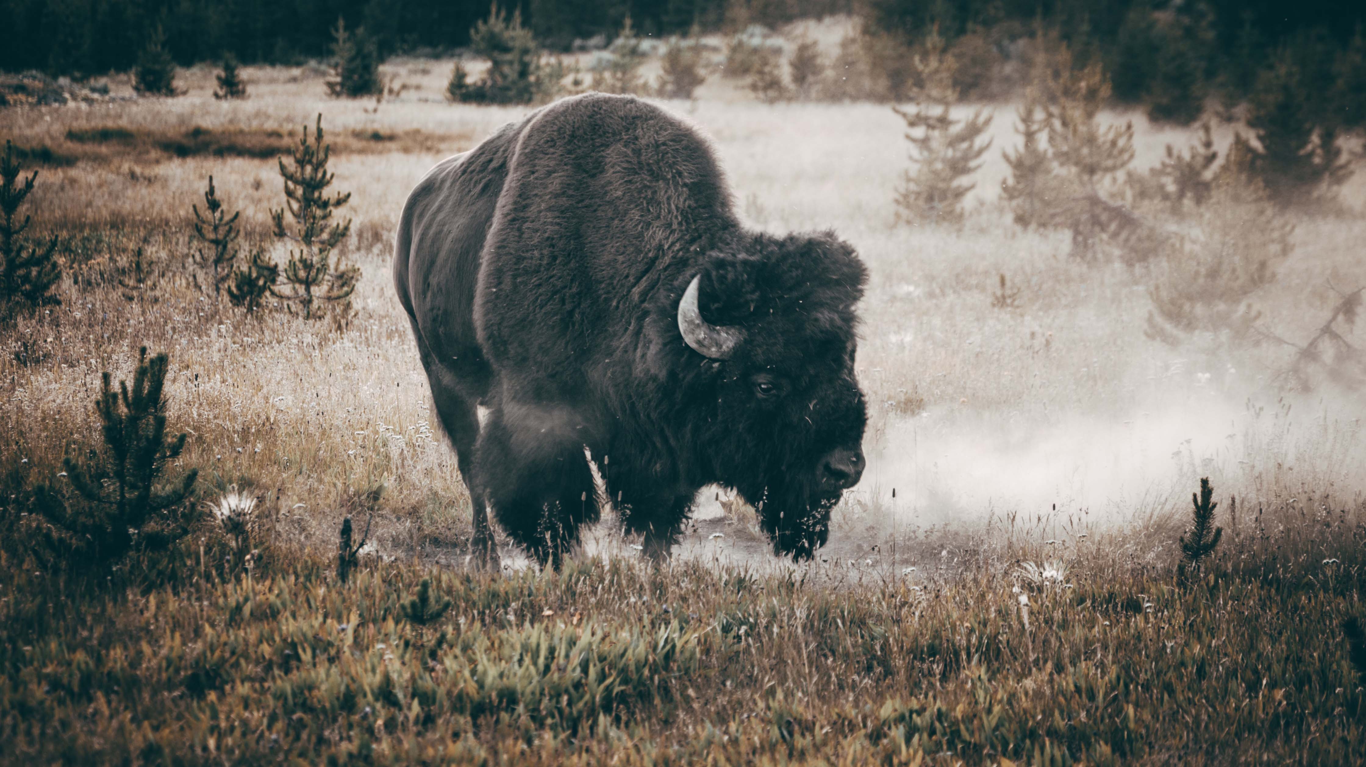 Bison Leather Goods – Rogue Industries